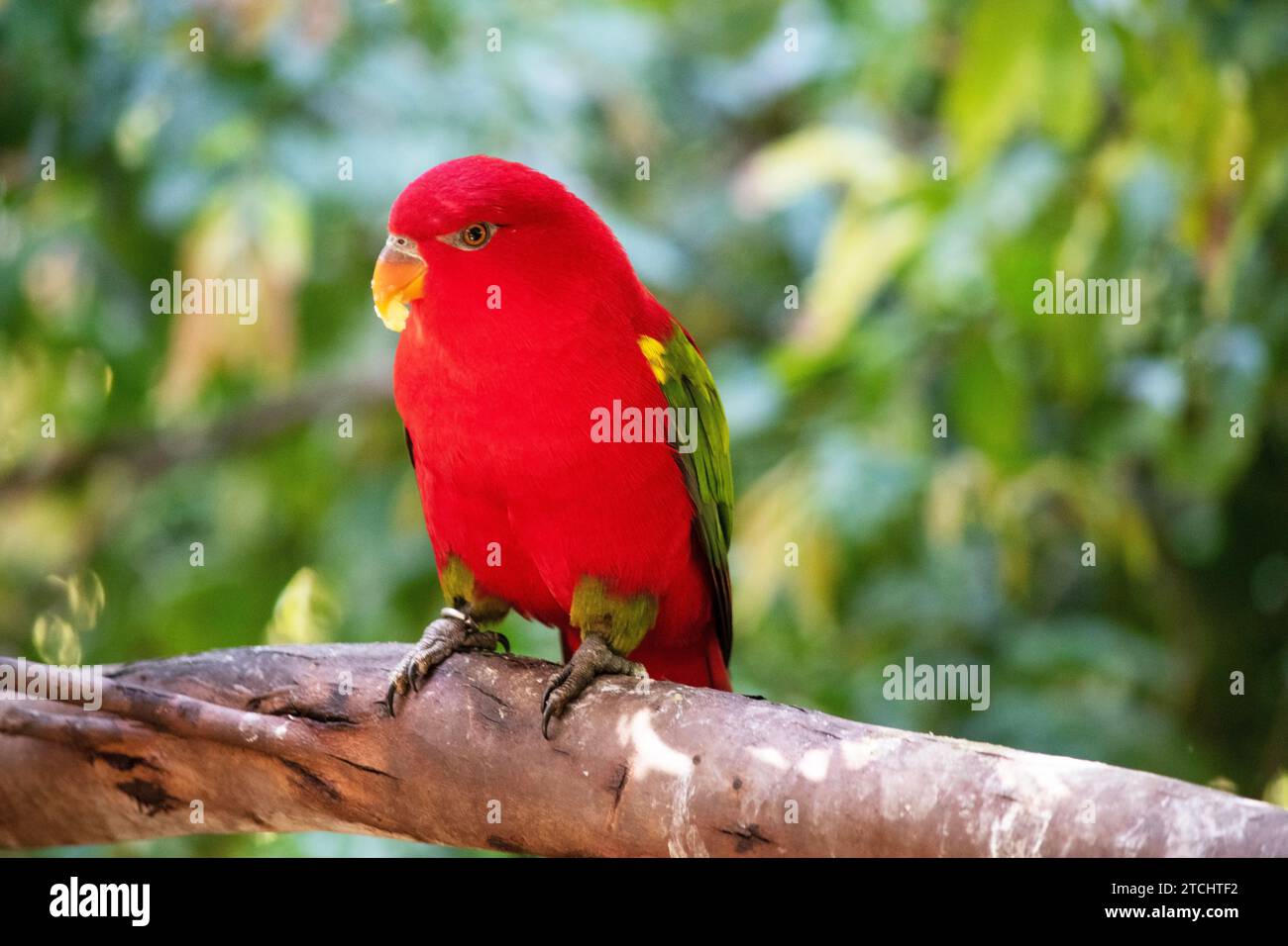 The chattering lory has a red body and a yellow patch on the mantle ...