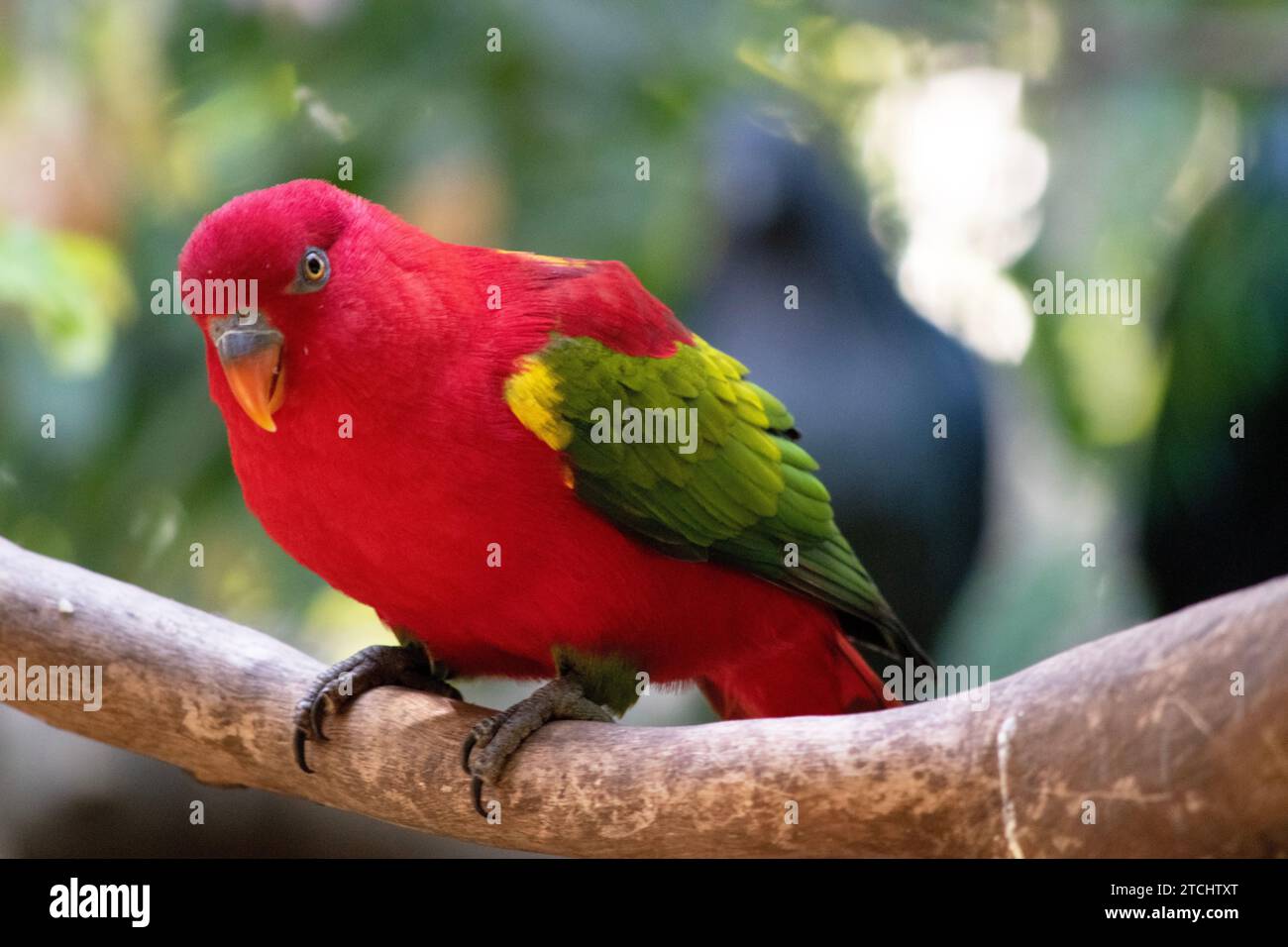 The chattering lory has a red body and a yellow patch on the mantle ...