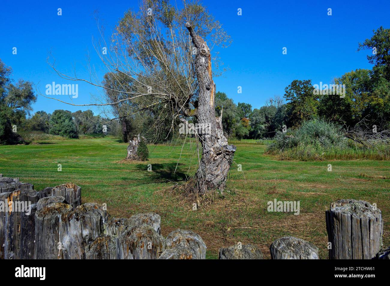 Ruined tree, willow (Salix), Unteruhldingen, Baden-Wuerttemberg ...