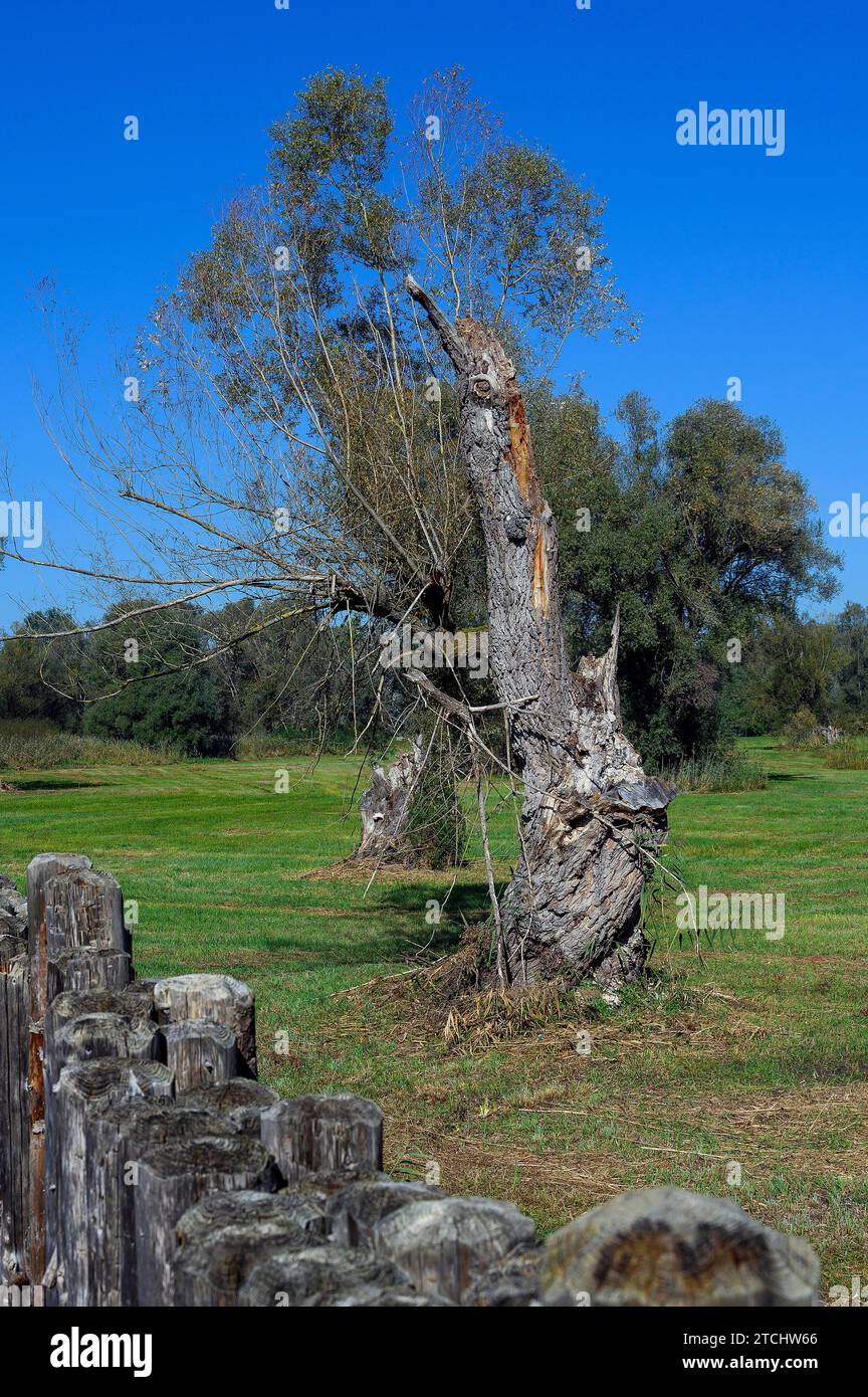 Ruined tree, willow (Salix), Unteruhldingen, Baden-Wuerttemberg ...