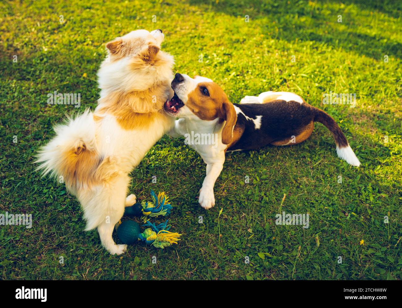 Two dogs playing on a green grass in garden. Beagle dog with pomeranian ...