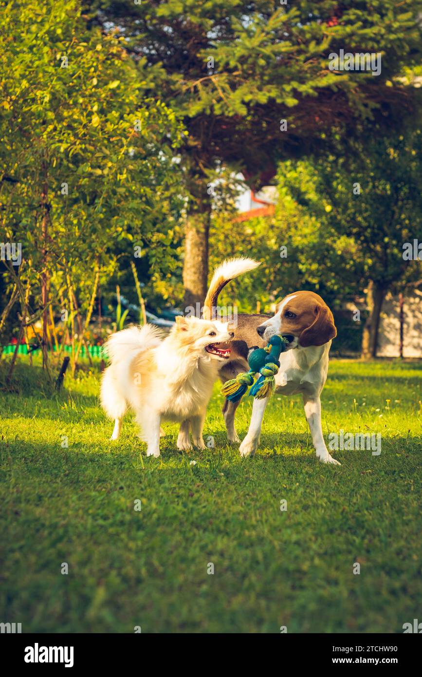 Two dogs playing on a green grass in garden. Beagle dog with pomeranian ...