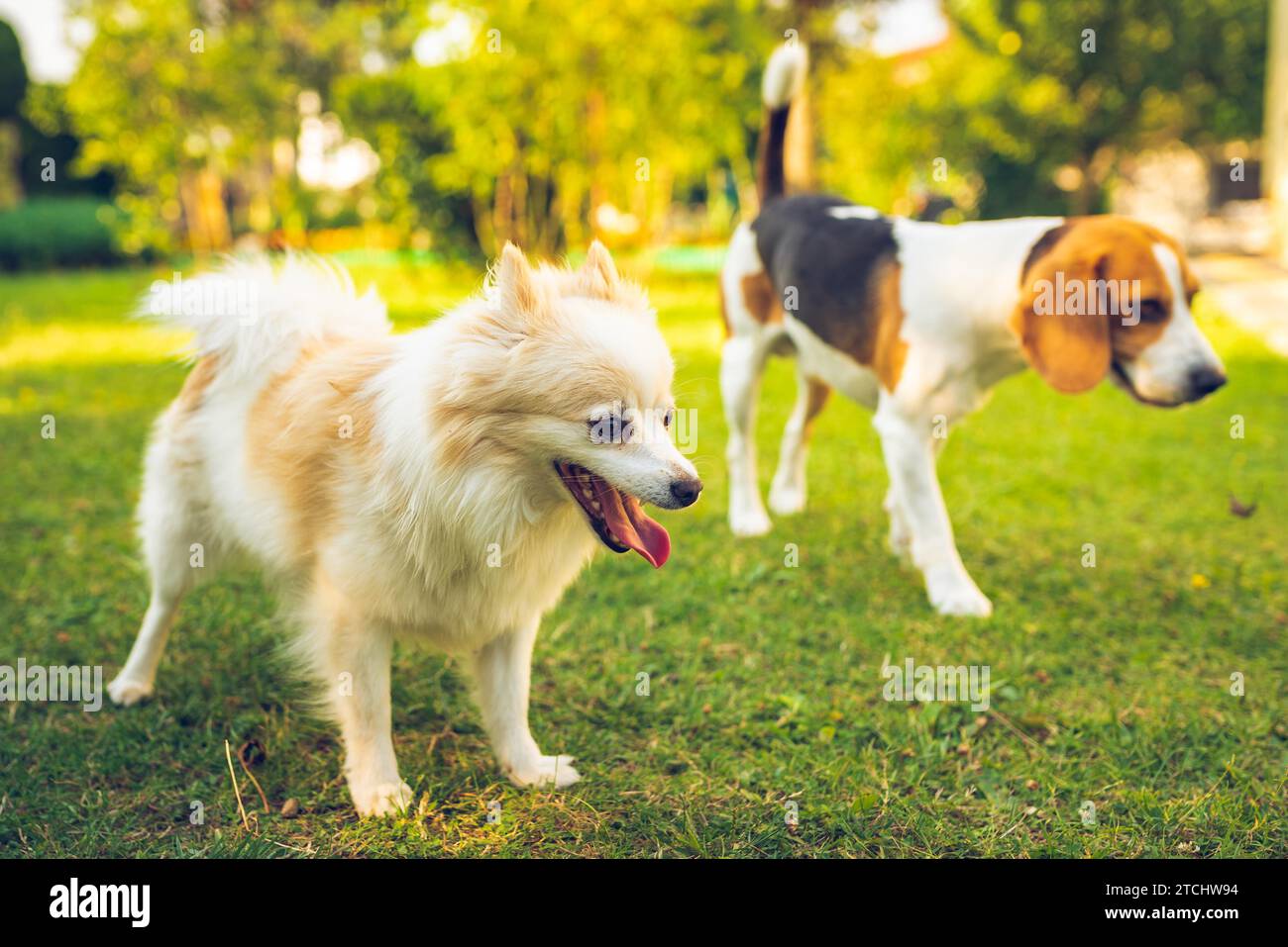 German spitz dog hi-res stock photography and images - Alamy