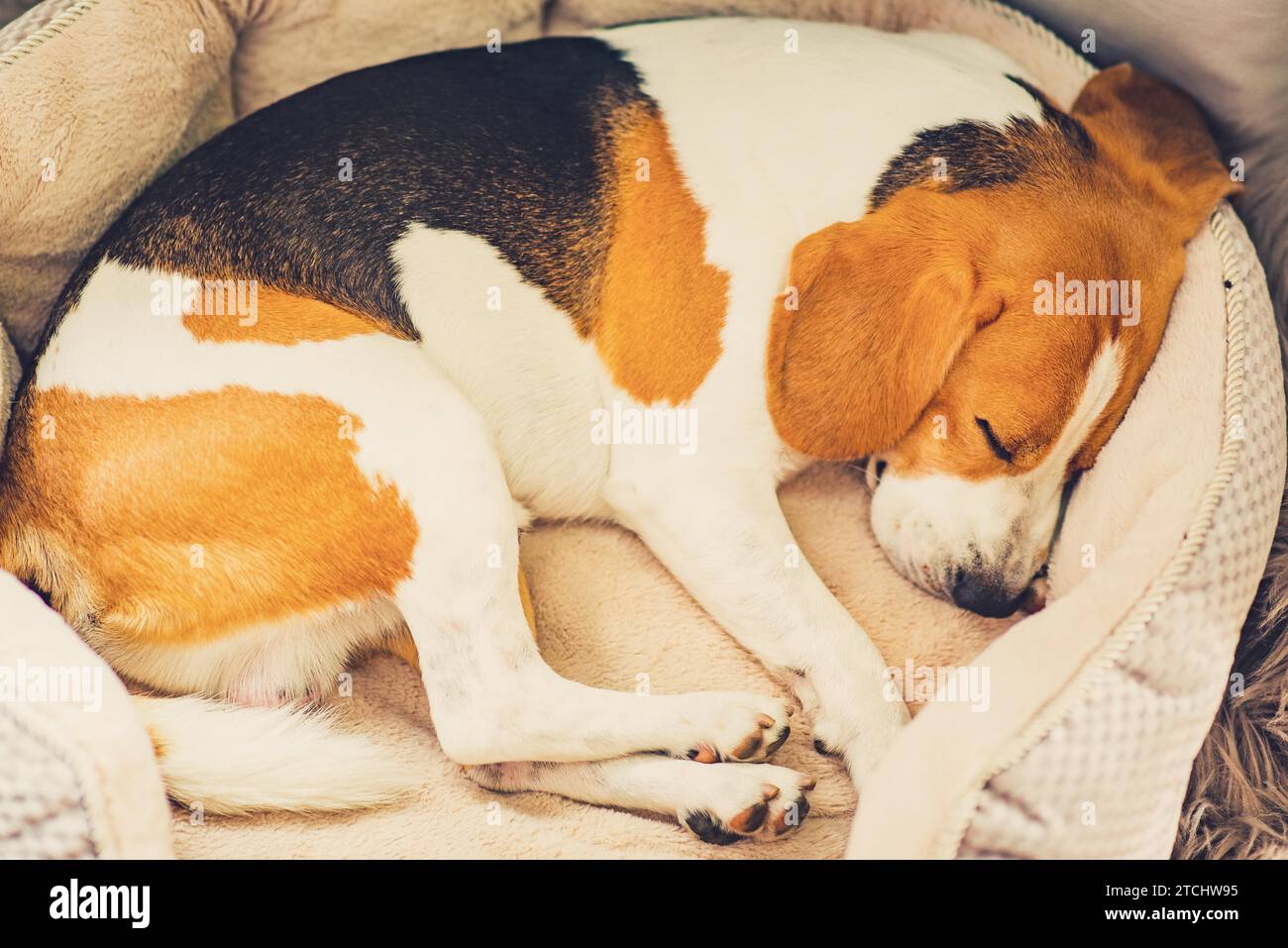 Sleeping beagle dog on the dog bed in living room curled position ...