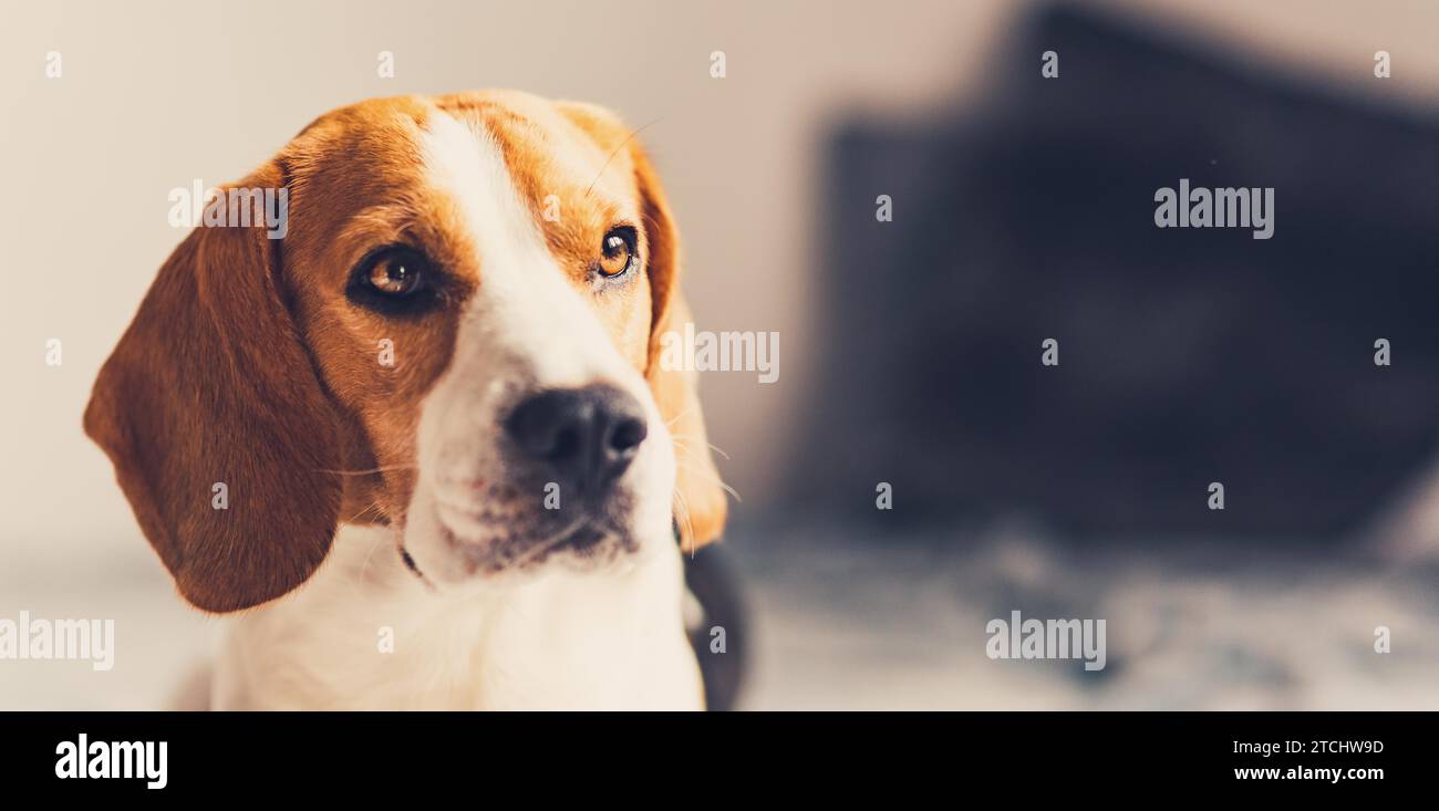 Portrait of beagle dog with blurry background and copy space on right ...