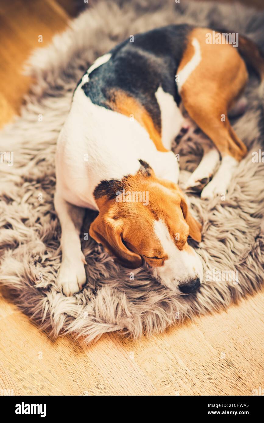Beagle dog on furry carpet indoors. Lazy day at home. Sadness concept ...