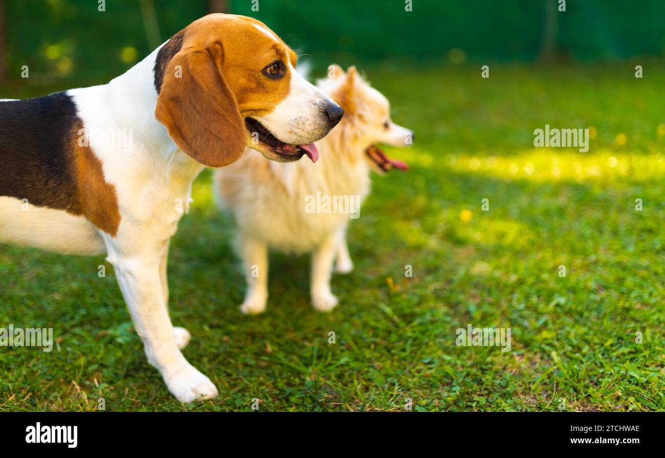 Two dogs green grass in garden. Beagle dog with pomeranian spitz klein ...