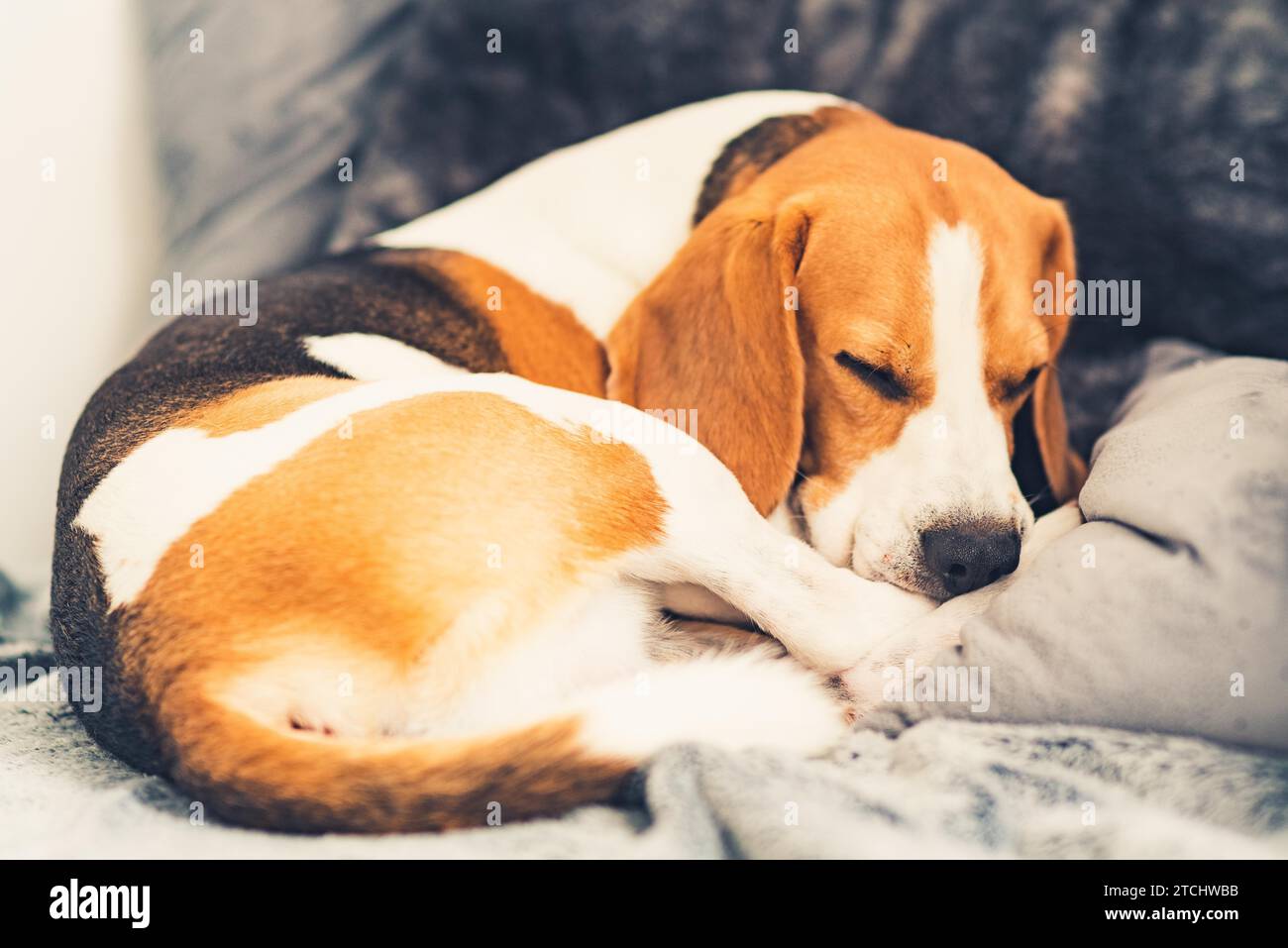 Sleeping beagle dog on the sofa in living room curled position. Canine ...