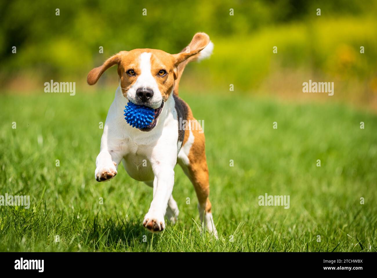 Beagle dog runs through green meadow with a ball. Copy space domestic ...