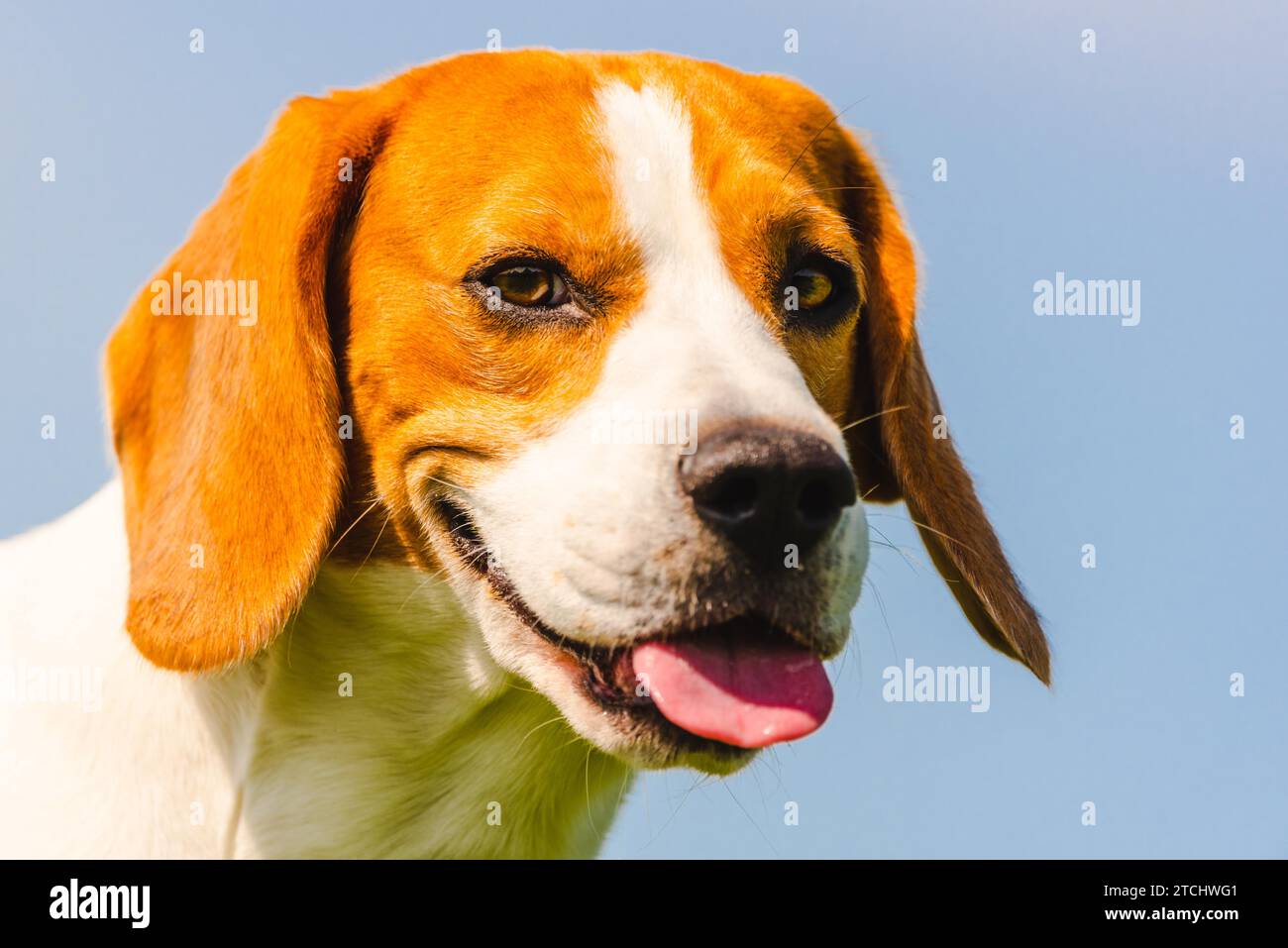Beagle dog closeup head portrait against blue clear sky. Dog in summer ...