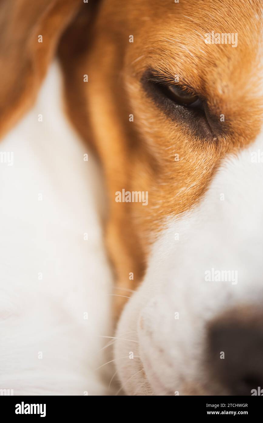 Relaxed photo shoot hi-res stock photography and images - Alamy