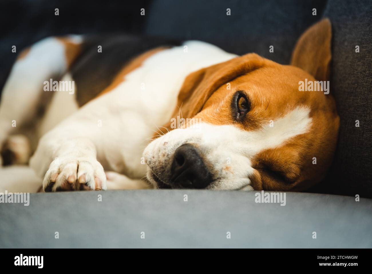 Funny Beagle dog lying on the couch. Pets on furniture concept Stock ...