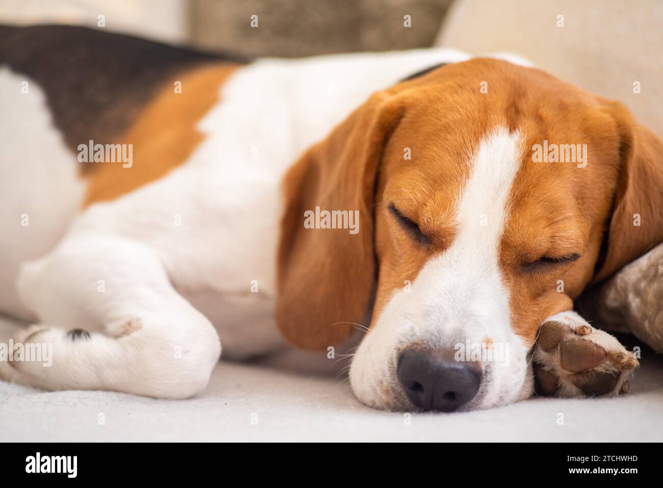 Dog tired sleeps on a couch. Funny pose, looking at camera. Beagle on ...