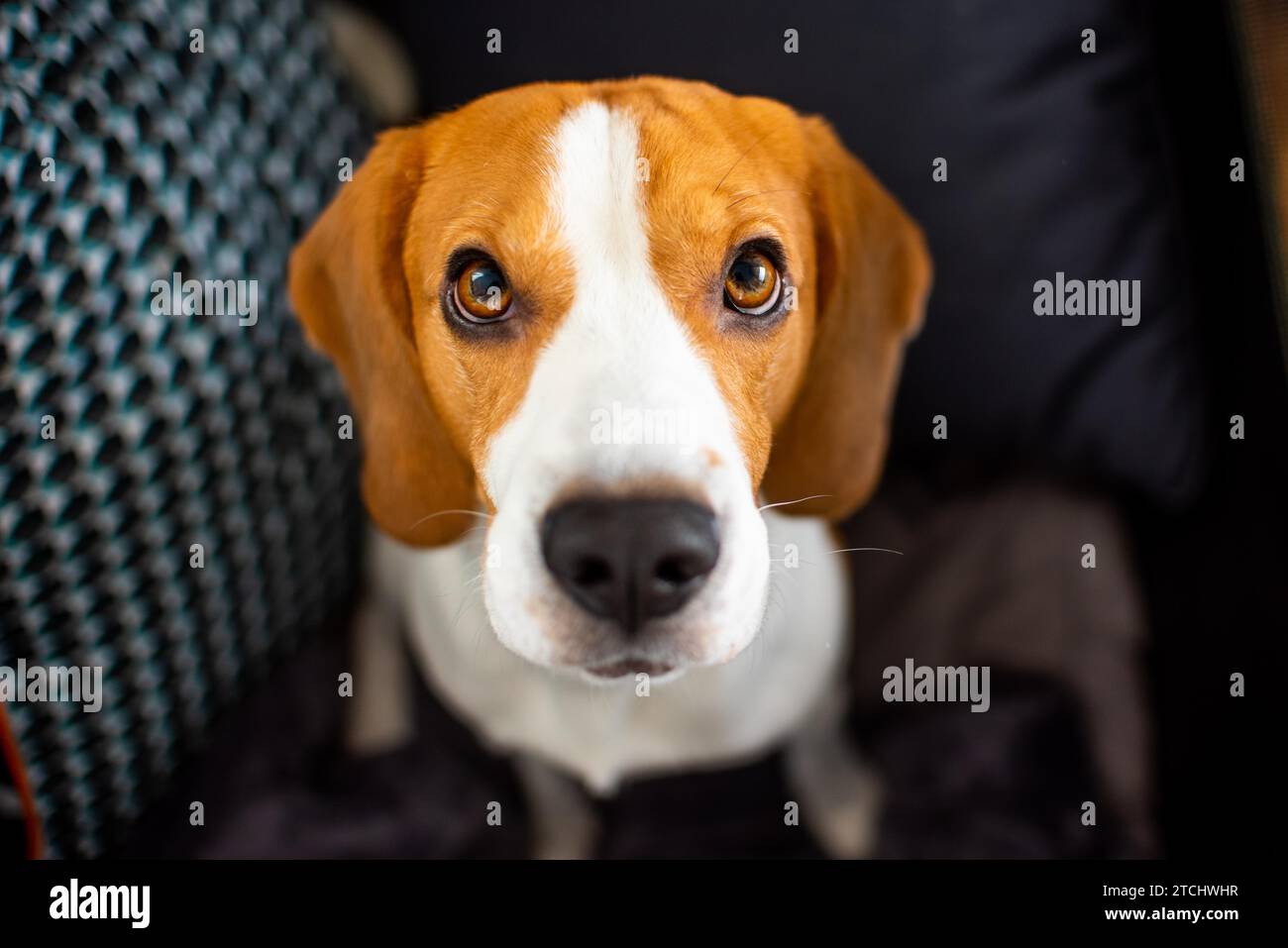 Beagle dog with big eyes sits and looking up towards the camera Stock ...