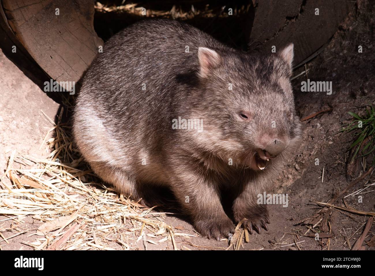 The Common Wombat has a large nose which is shiny black, much like that ...