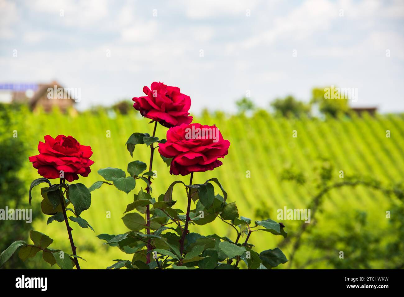 Three roses on the left, grape crops in background. Cloudy blue sky ...