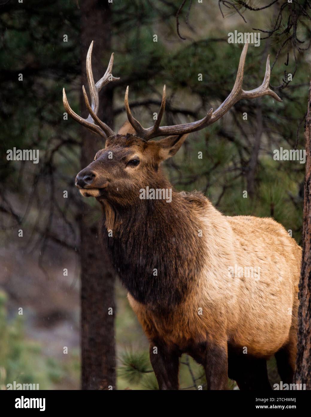 Beautiful brown deer long hi-res stock photography and images - Alamy