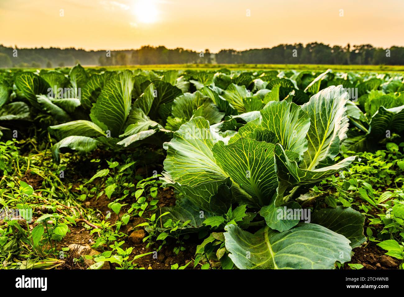 Green cabbages heads in line grow on field. Agriculture concept Stock ...