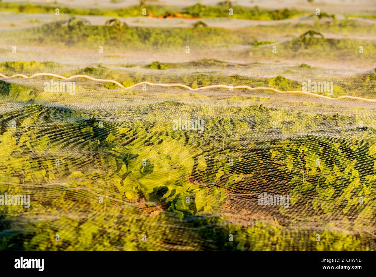 Field of lattice covered with shade net in sun close up agronomy Stock ...