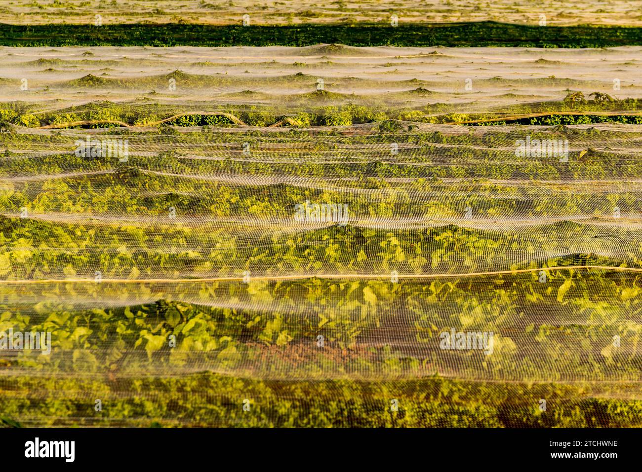 Field of lattice covered with shade net in sun agronomy Stock Photo - Alamy
