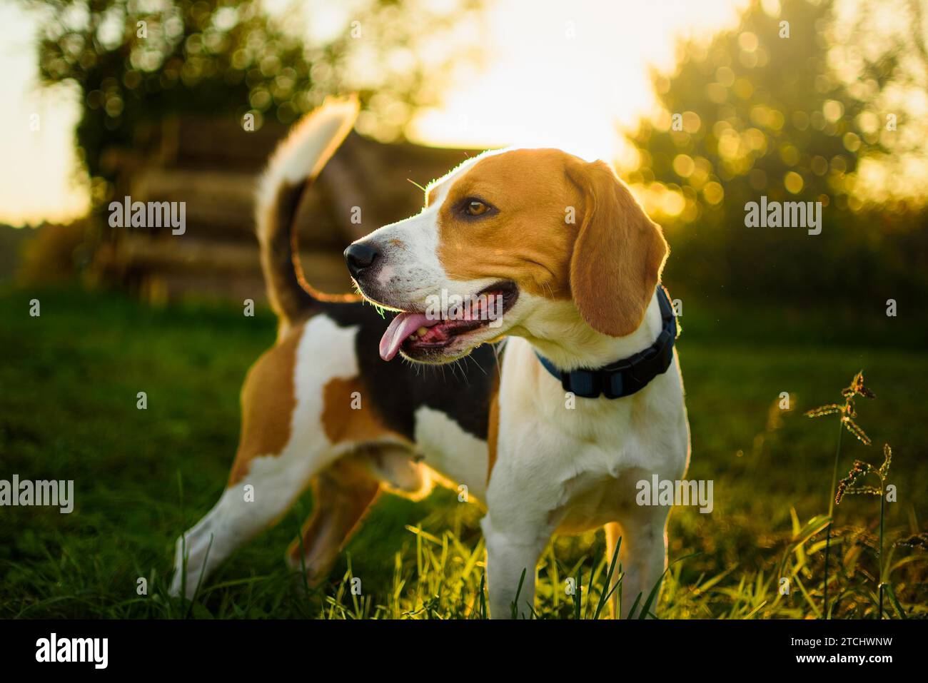 Dog portrait back lit background. Beagle with tongue out in grass ...