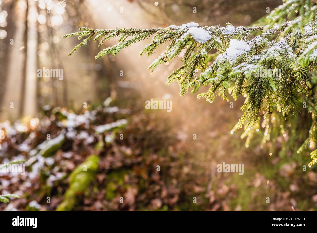 Magical Deep Foggy Autumn Forest Park Beautiful Scene Misty Old