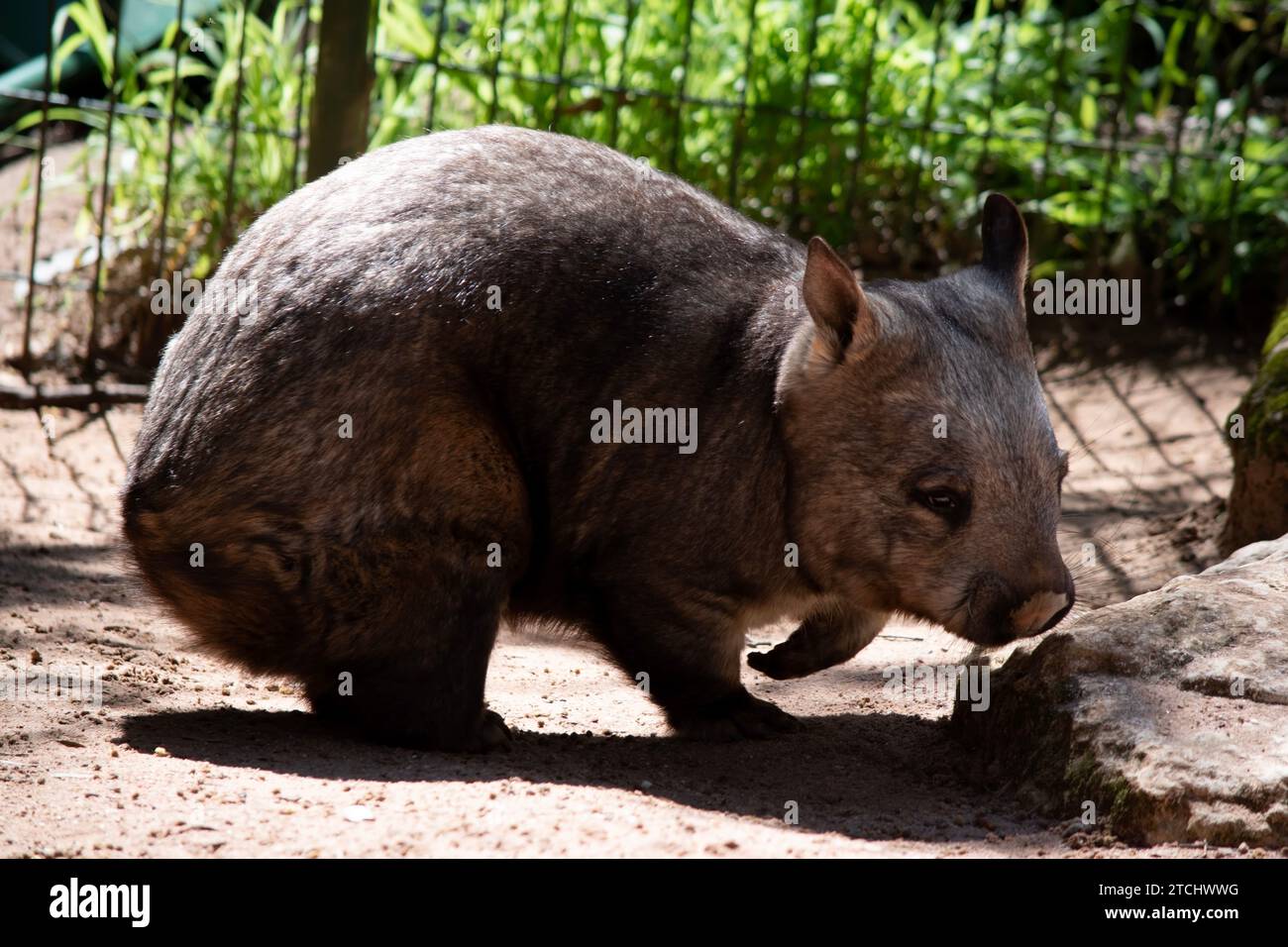 The Common Wombat has a large nose which is shiny black, much like that ...