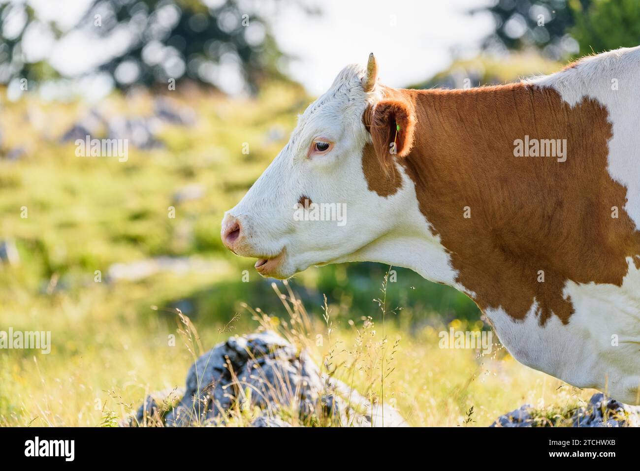 Cows on a meadow in Alps Austria. Schockl mountain above Graz place to ...