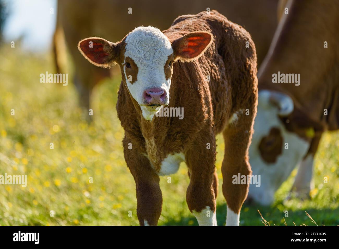 Cows on a meadow in Alps Austria. Schockl mountain above Graz place to ...
