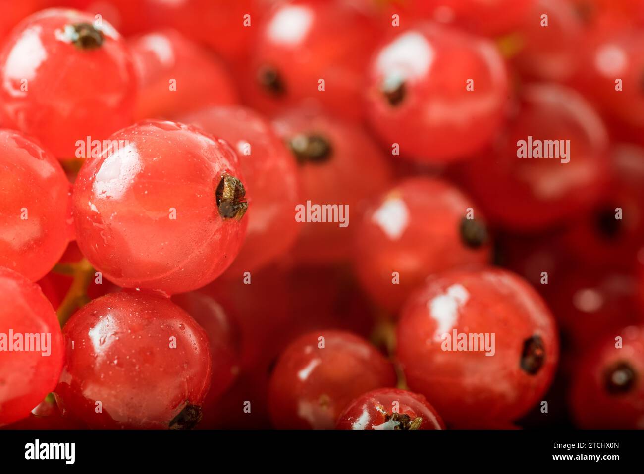 Red currants on a white background Stock Photo - Alamy