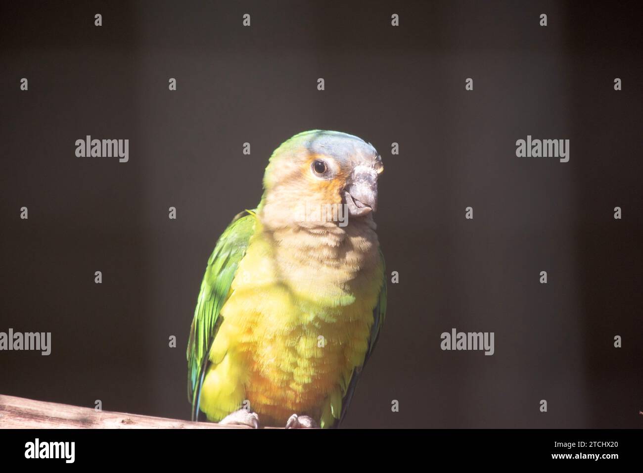 The brown throated conure plumage is green. The forehead, sides of head ...