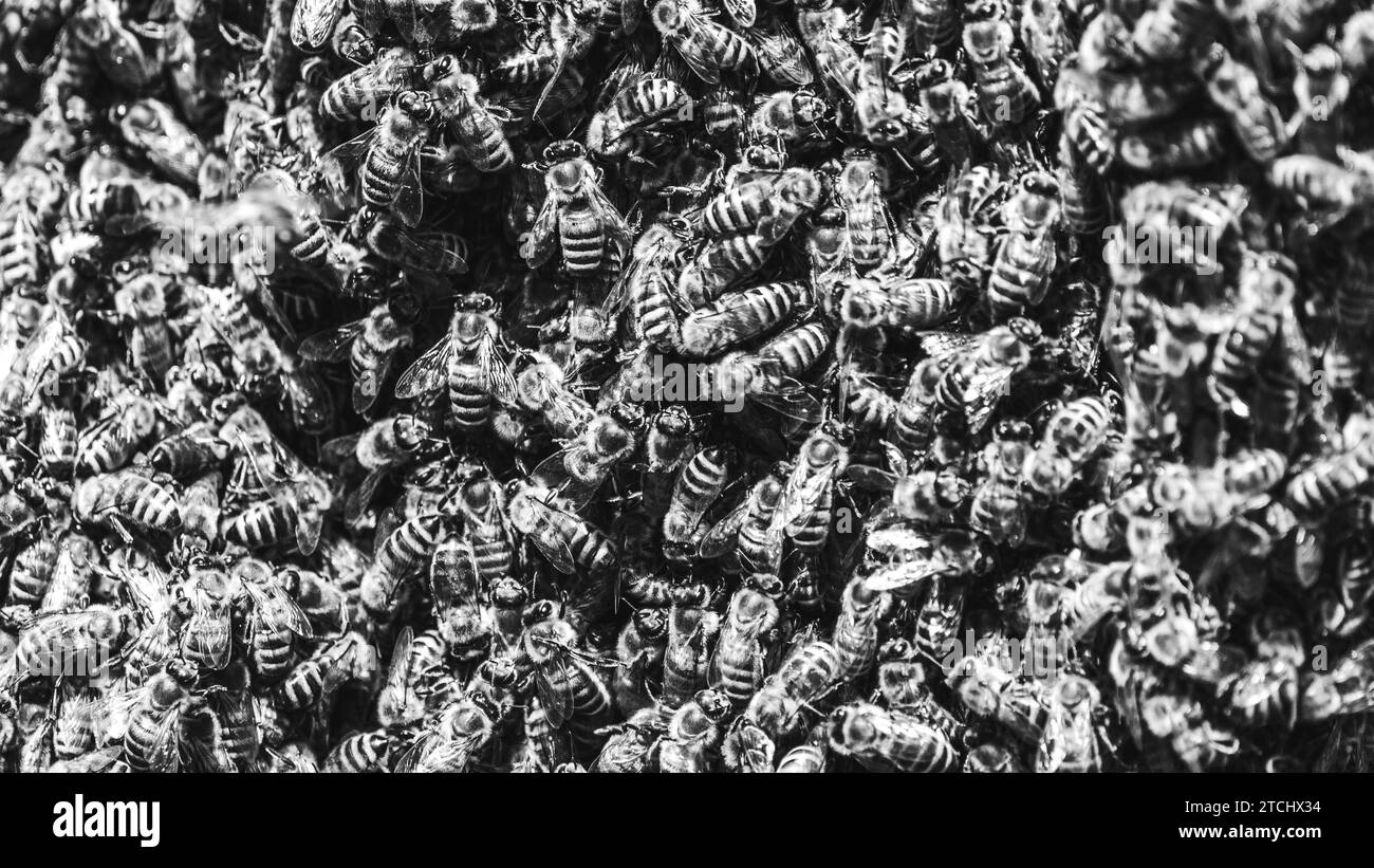 Honey bees Black and White Stock Photos & Images - Alamy