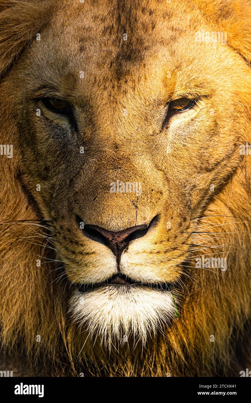 Male lion head shot profile hi-res stock photography and images - Alamy