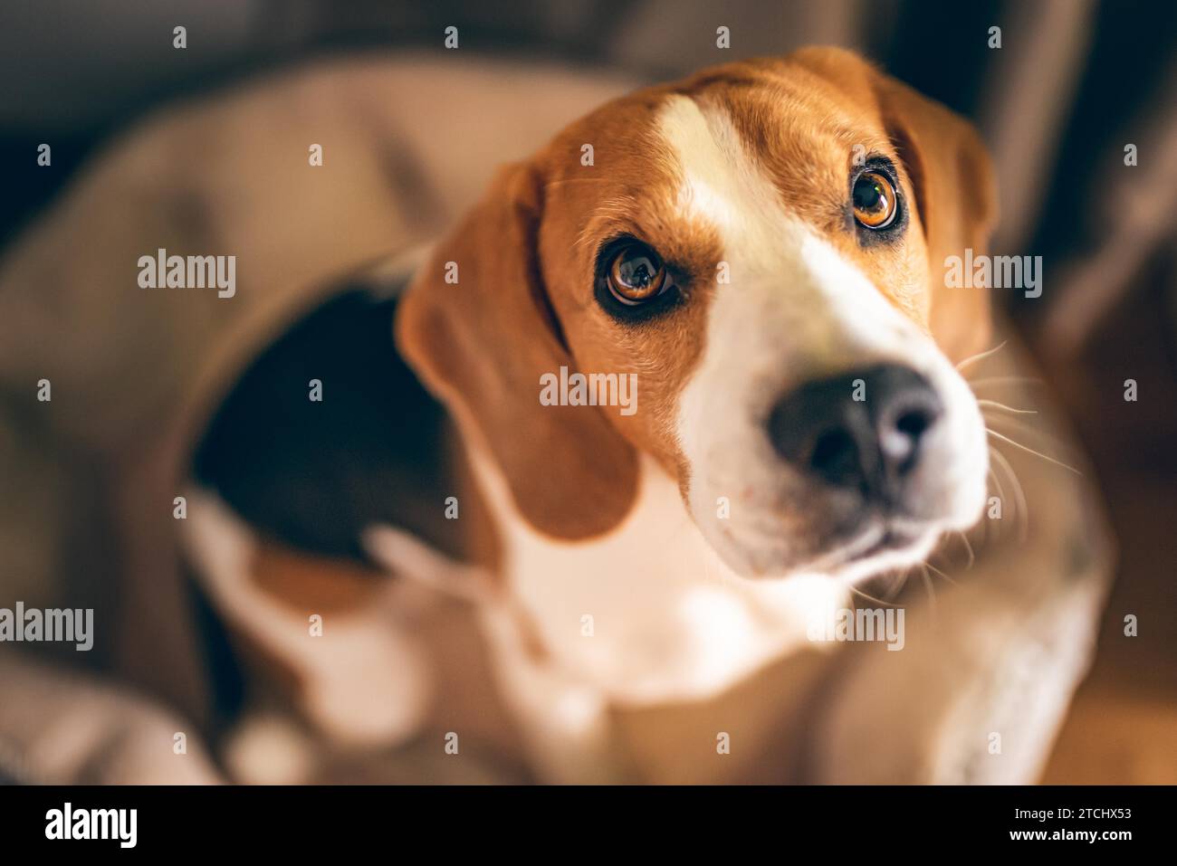 Beagle dog sitting down on his bed looking up indoors Stock Photo - Alamy