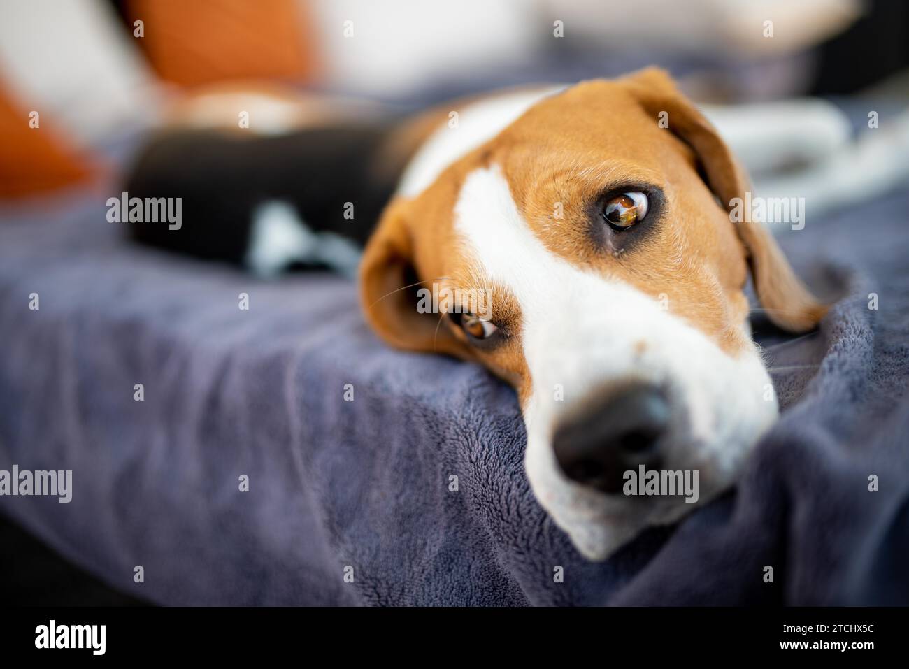 Beagle dog lying down in shade on garden sofa hiding from summer sun ...