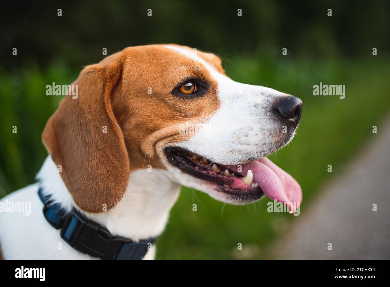 Beagle dog with tongue out, overheating from summer air. Evening walk ...