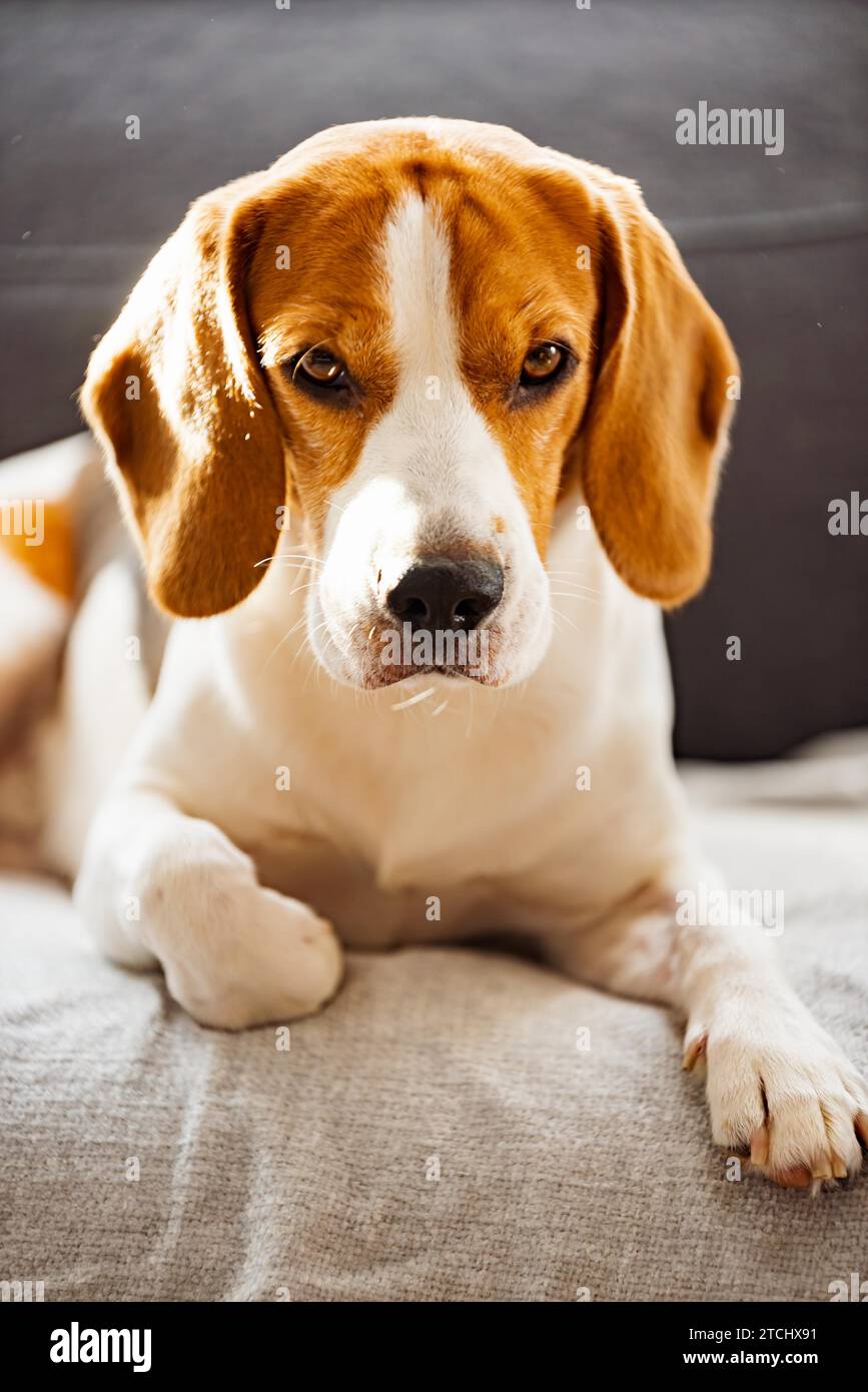 Beagle dog lying on sofa in cozy home. Indoors background Stock Photo ...