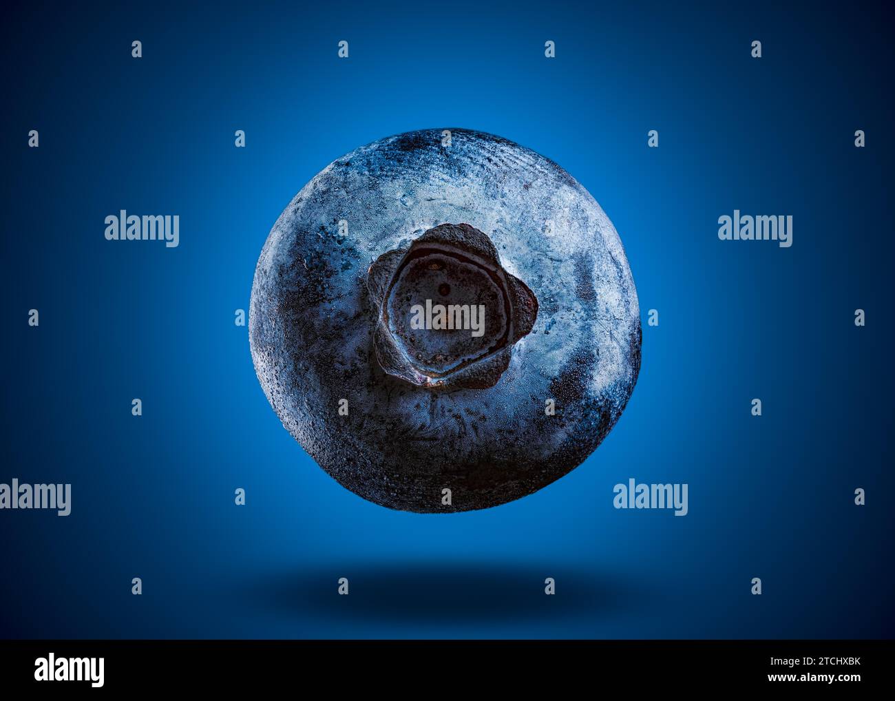 One blueberry closeup isolated on blue background. Very detailed macro ...