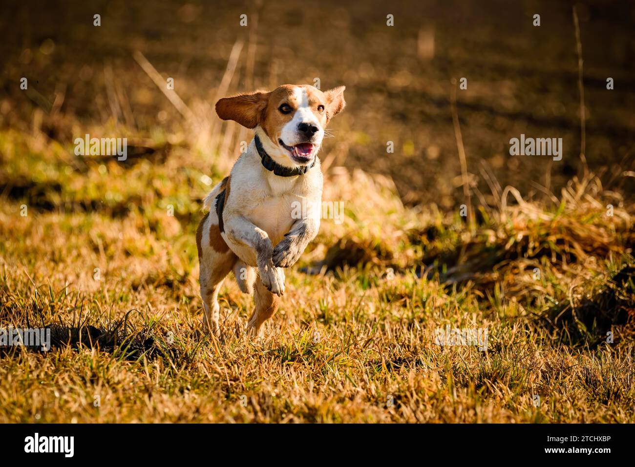 Dirty Dog Beagle running fast and jumping with tongue out through field in a spring. Pet ...