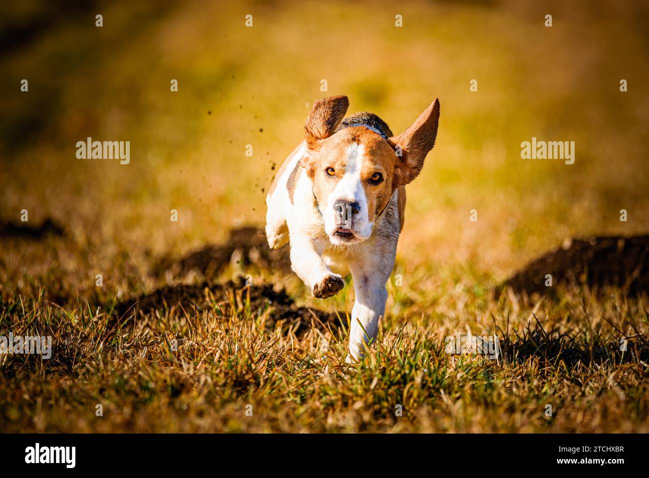 Dirty Dog Beagle running fast and jumping with tongue out through field in a spring. Pet ...