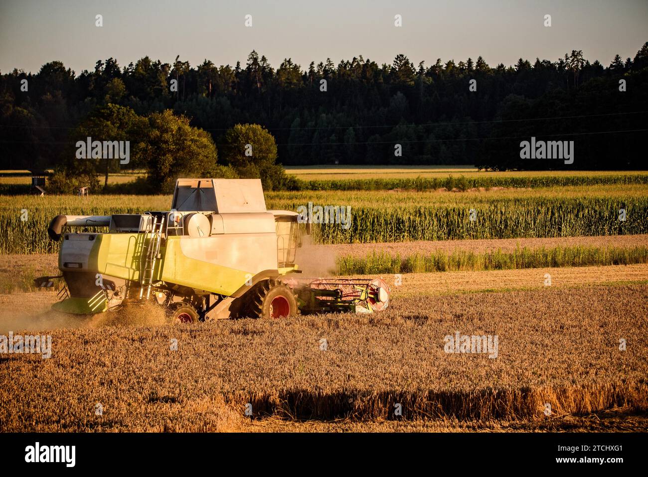 Harvester machine to harvest wheat field working. Combine harvester ...