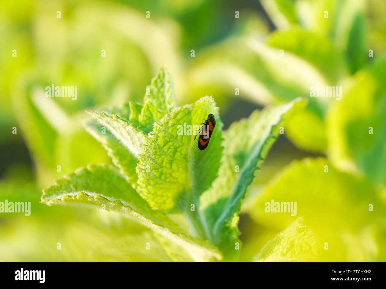 Bloodhopper on a green leaf. Insect in natural environment. Cercopidae ...