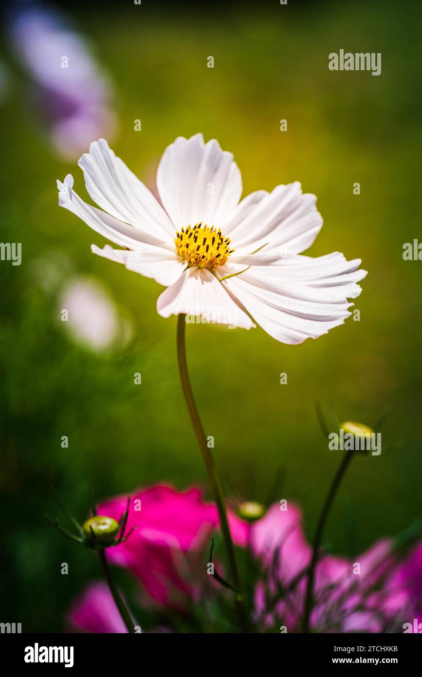 White flower (Cosmos bipinnatus), Apollo White against green background ...