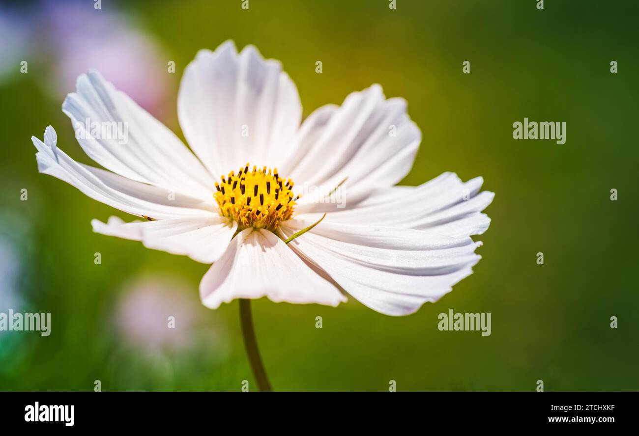 White flower (Cosmos bipinnatus), Apollo White against green background ...