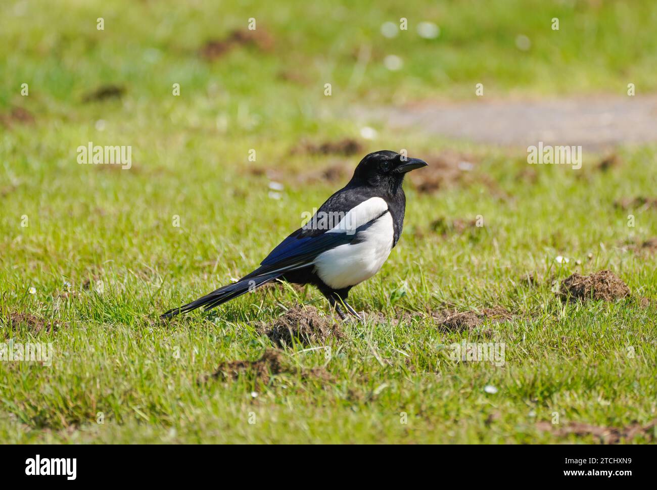 Magpie on a green meadow in the city park. Bird with black and white ...