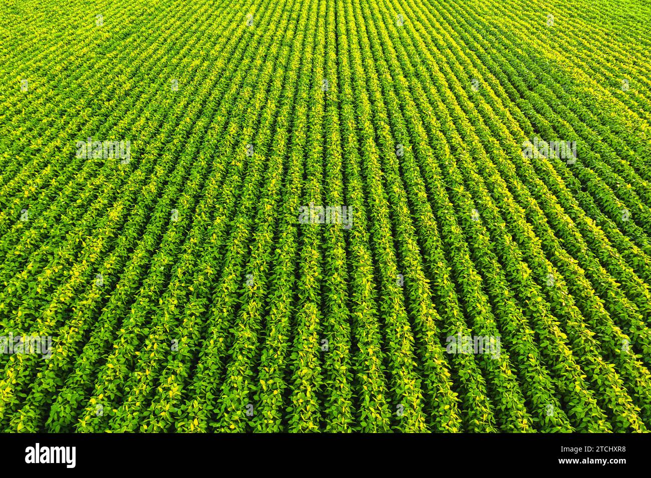 Soybean field with rows of soya bean plants. Aerial view. Agriculture ...