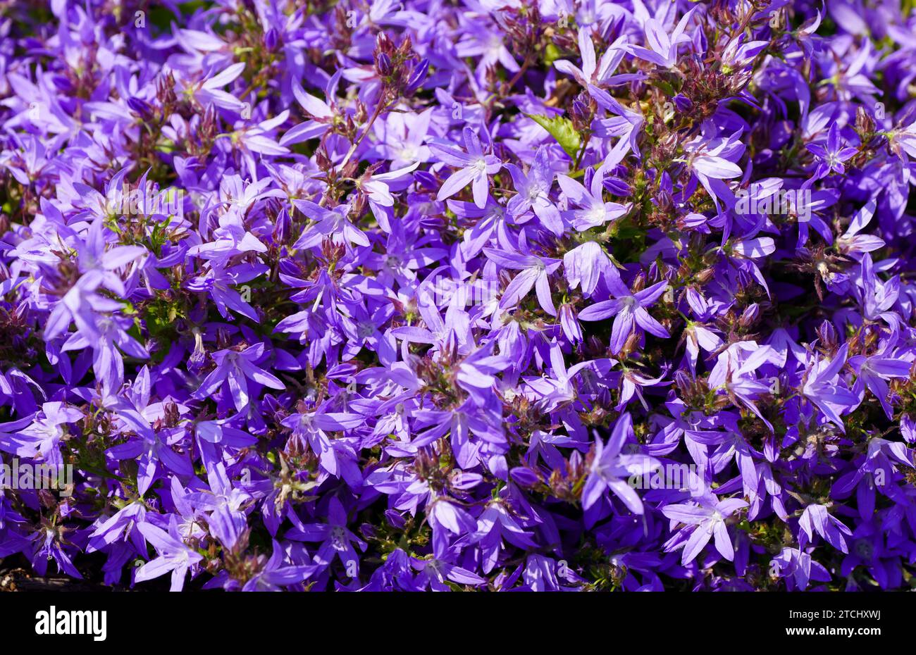 Bellflower garden hi-res stock photography and images - Alamy