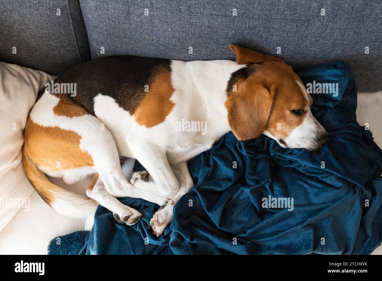 Beagle dog tired sleeps on a couch indoors. Bright sunny interior ...