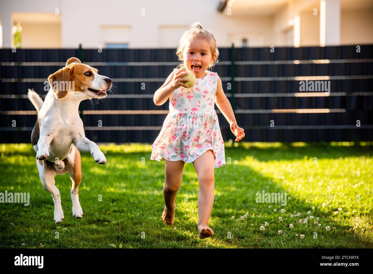 Baby girl running with beagle dog in garden on summer day. Domestic ...