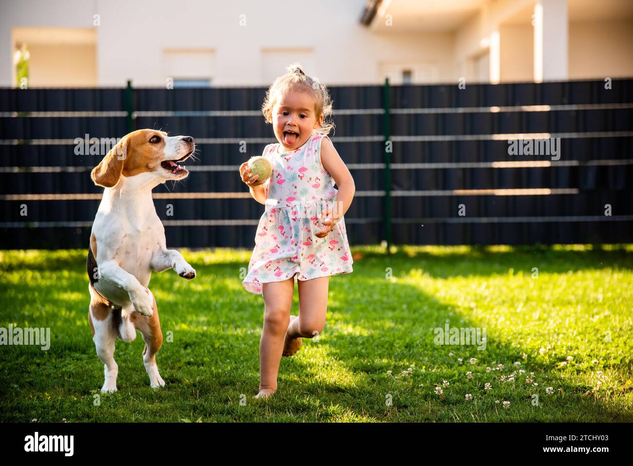 Baby girl running with beagle dog in garden on summer day. Domestic ...